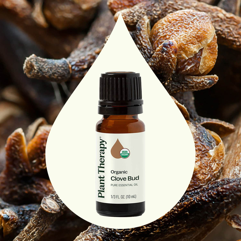 Clove Bud ORGANIC Essential Oil – Plant Therapy Australia